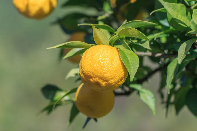 YU-ZEN Fragrance Oil – Ocean-Inspired Citrus & Aquatic Blend | Axure Senses